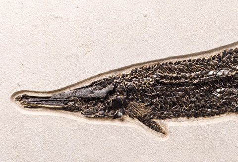Fossil Gar Fish For Sale - Lepisosteus simplex - 28 Inches – Fossil Realm
