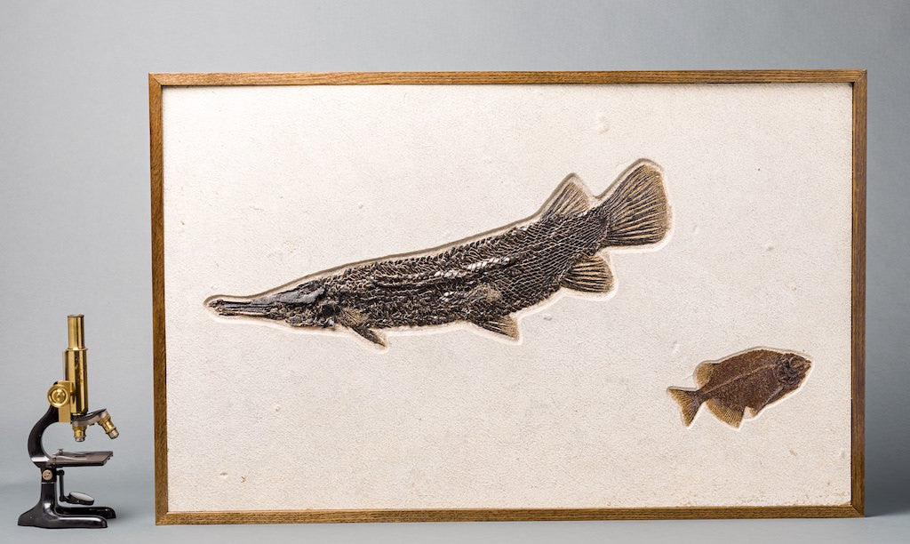 Fossil Gar Fish For Sale - Lepisosteus simplex - 28 Inches – Fossil Realm