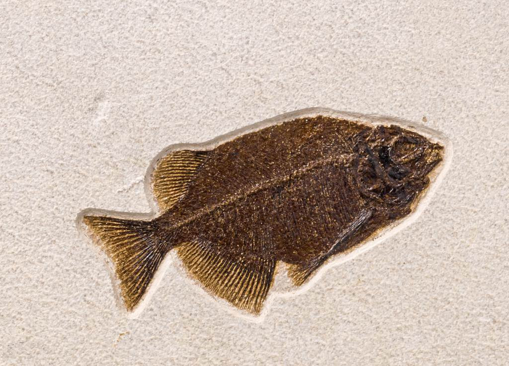 Fossil Gar Fish For Sale - Lepisosteus simplex - 28 Inches – Fossil Realm