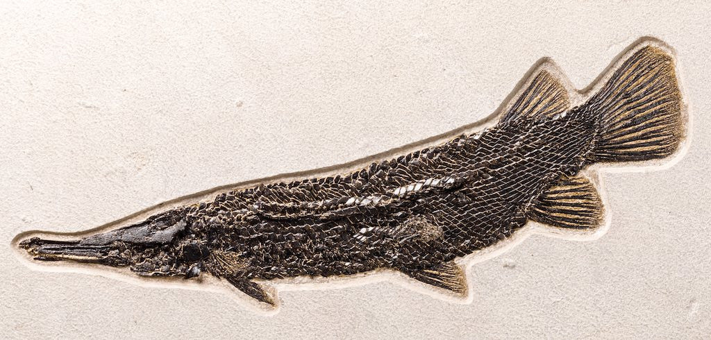 Fossil Gar Fish For Sale - Lepisosteus simplex - 28 Inches – Fossil Realm