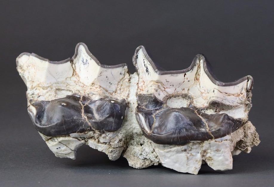 Gigantic Brontotherium (Titanotherium ingen) Teeth - 7.5 inches ...