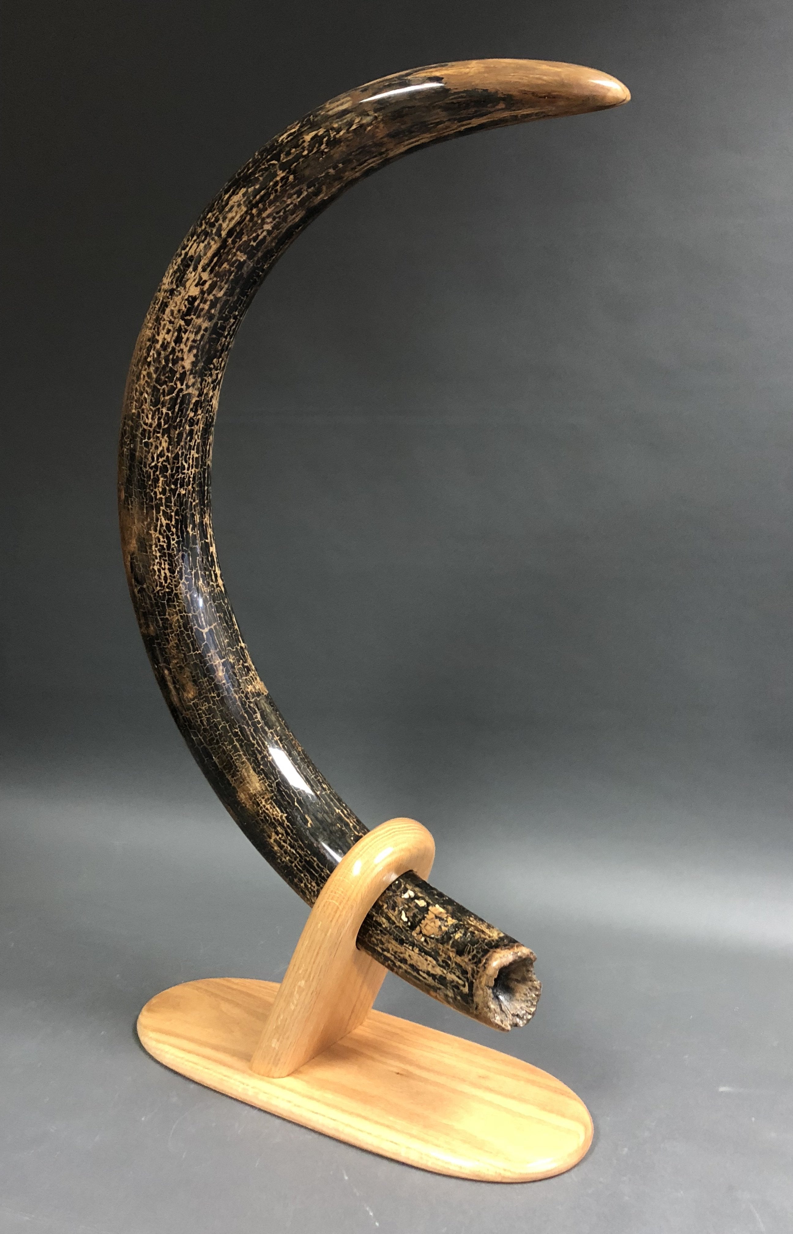 Gomphothere Molar For Sale – Fossil Realm