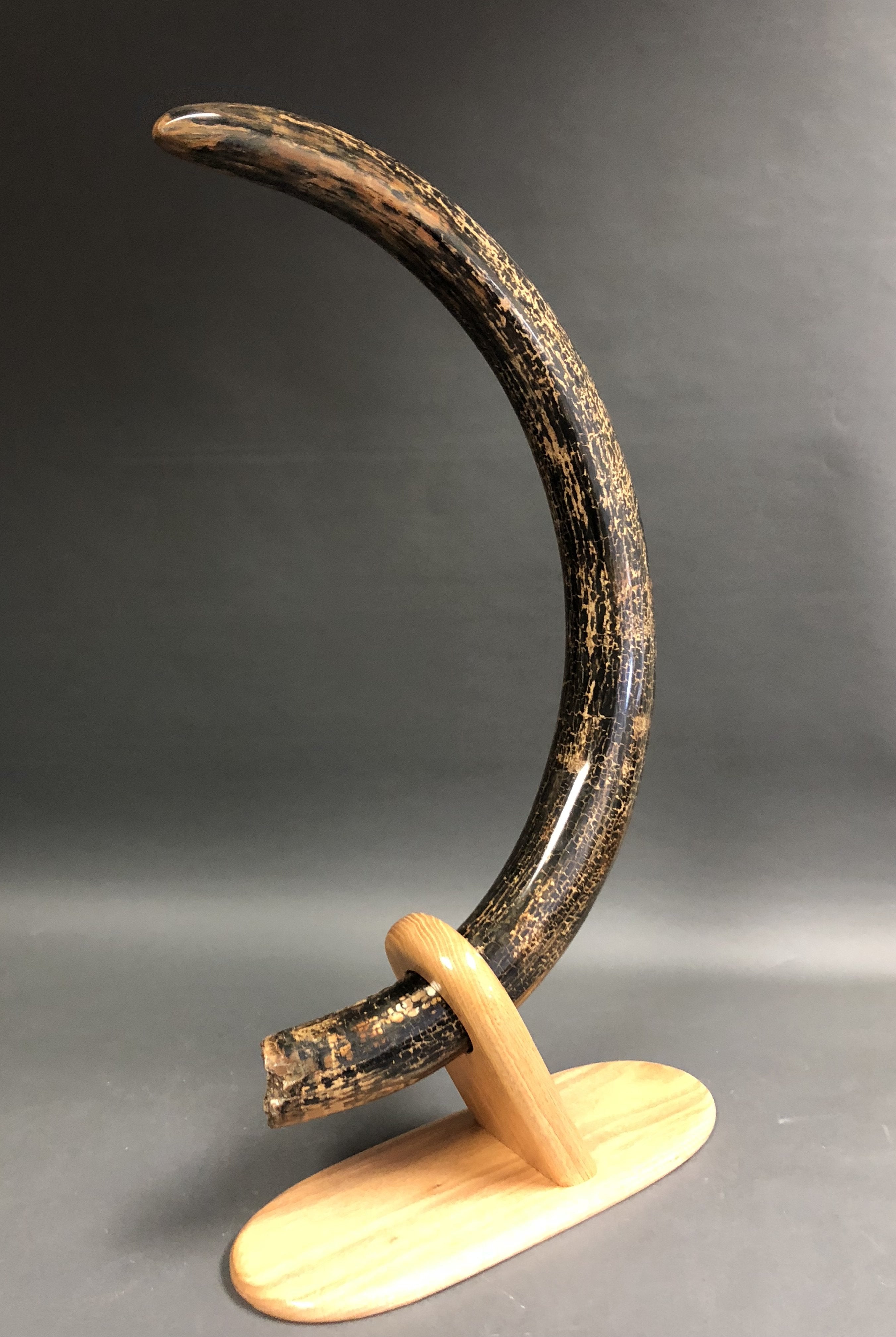 Gomphothere Molar For Sale – Fossil Realm