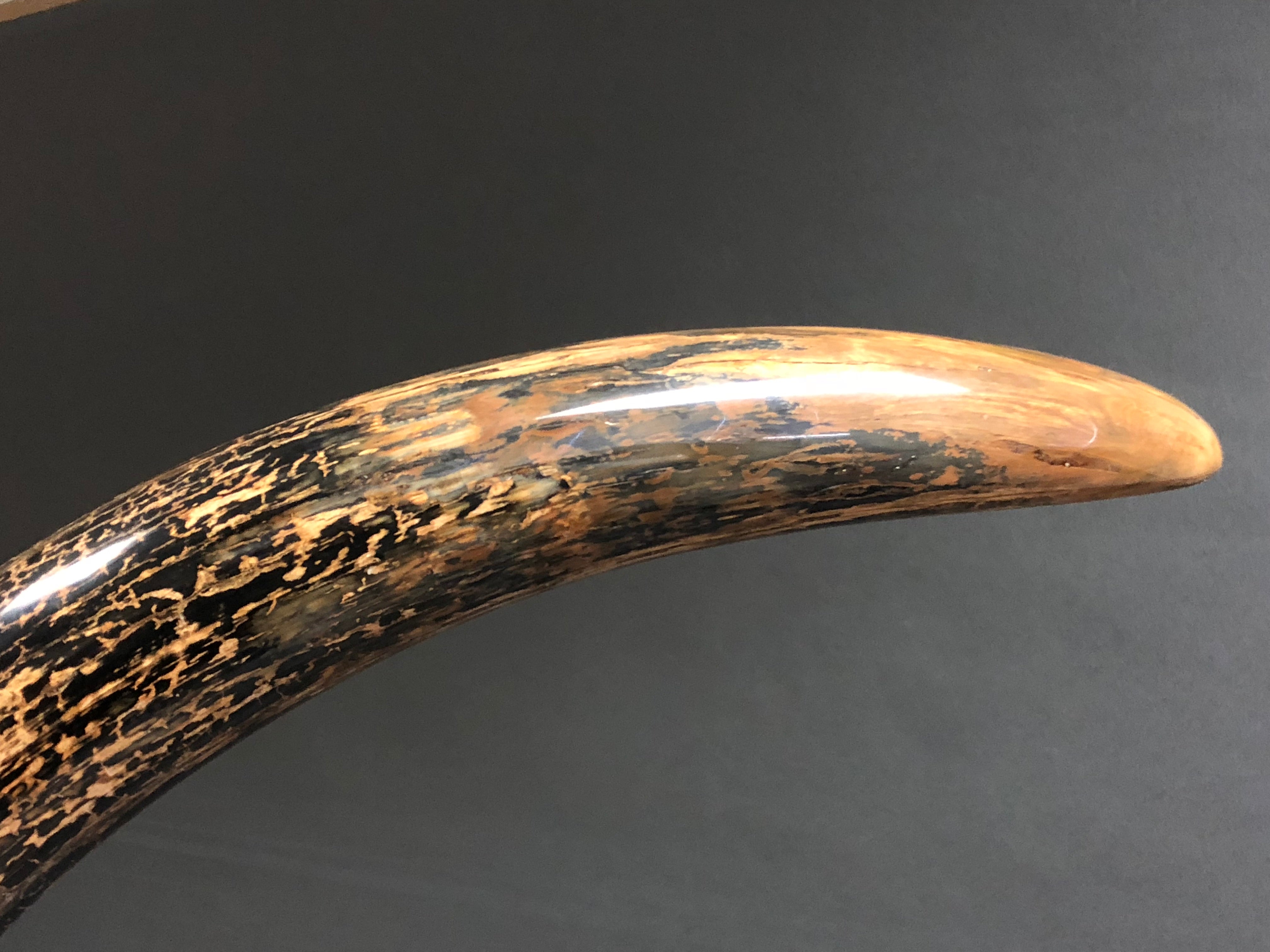 Gomphothere Molar For Sale – Fossil Realm