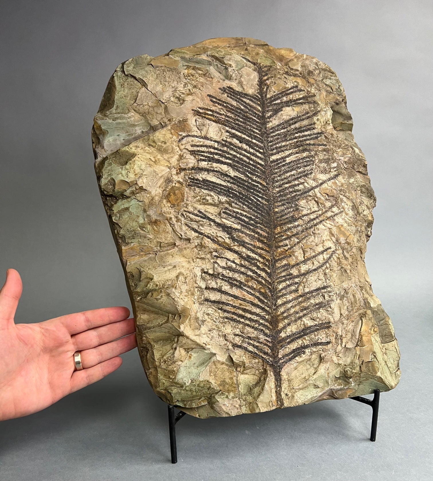 Large Fossil Fern For Sale, 37 inches – Fossil Realm