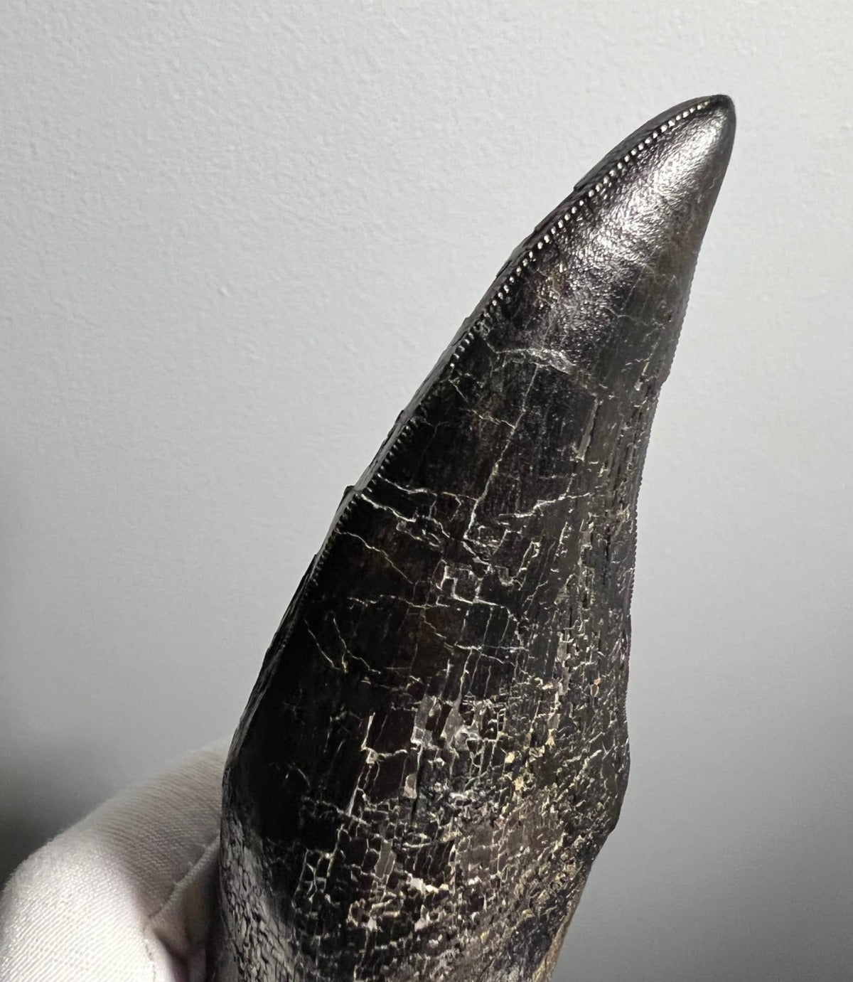 Complete Tyrannosaurus rex Tooth with Root for Sale – Fossil Realm