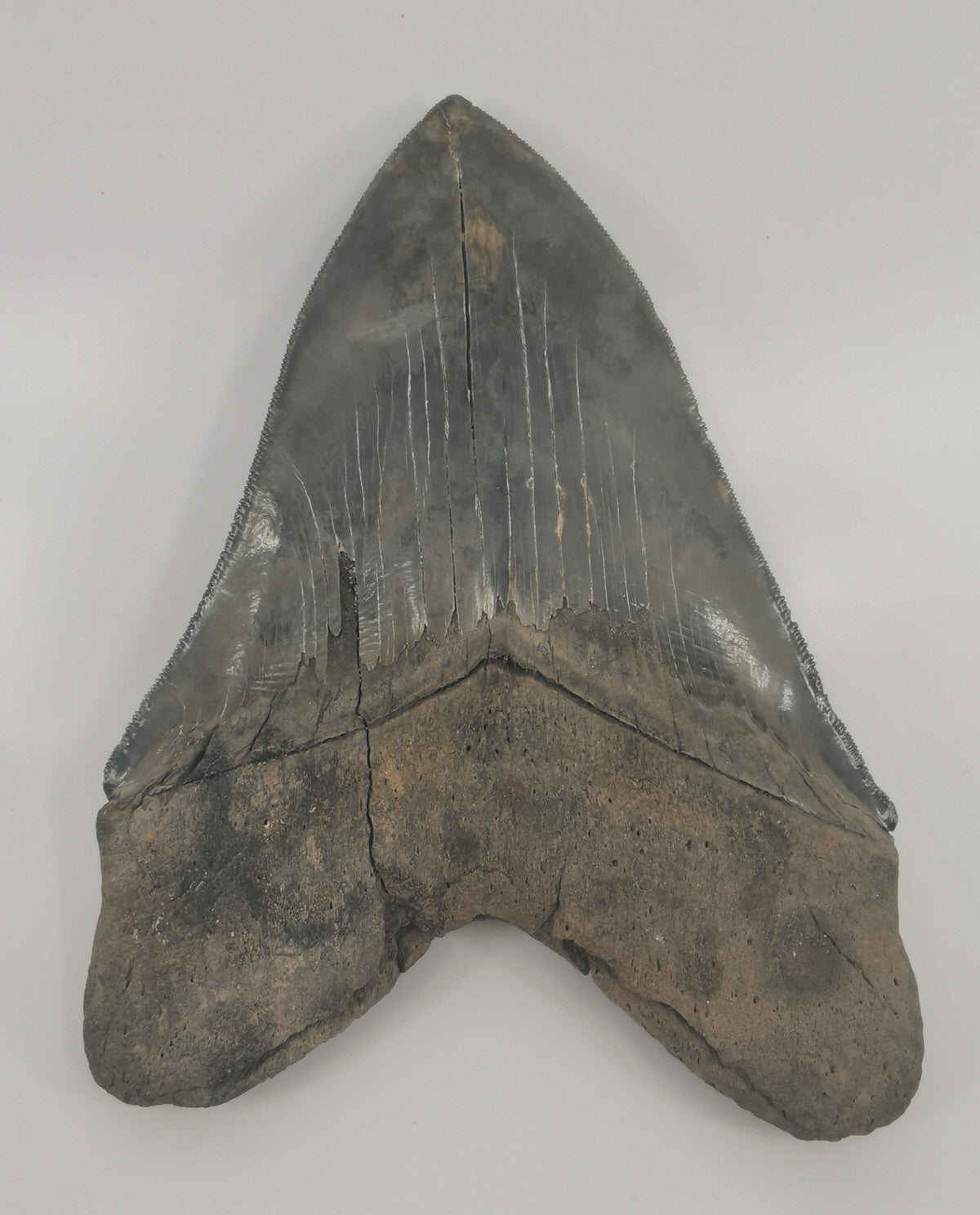 5.82" Megalodon Tooth with Pyrite Inlay – Fossil Realm