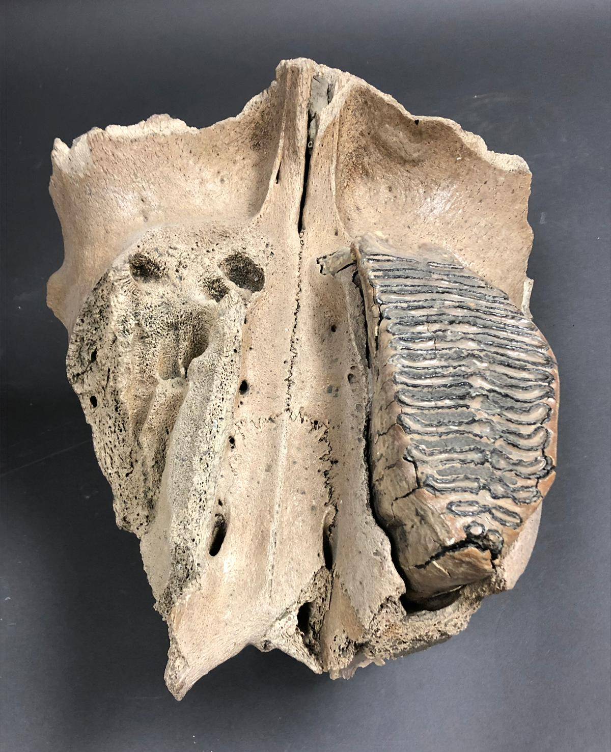 Gomphothere Molar For Sale – Fossil Realm