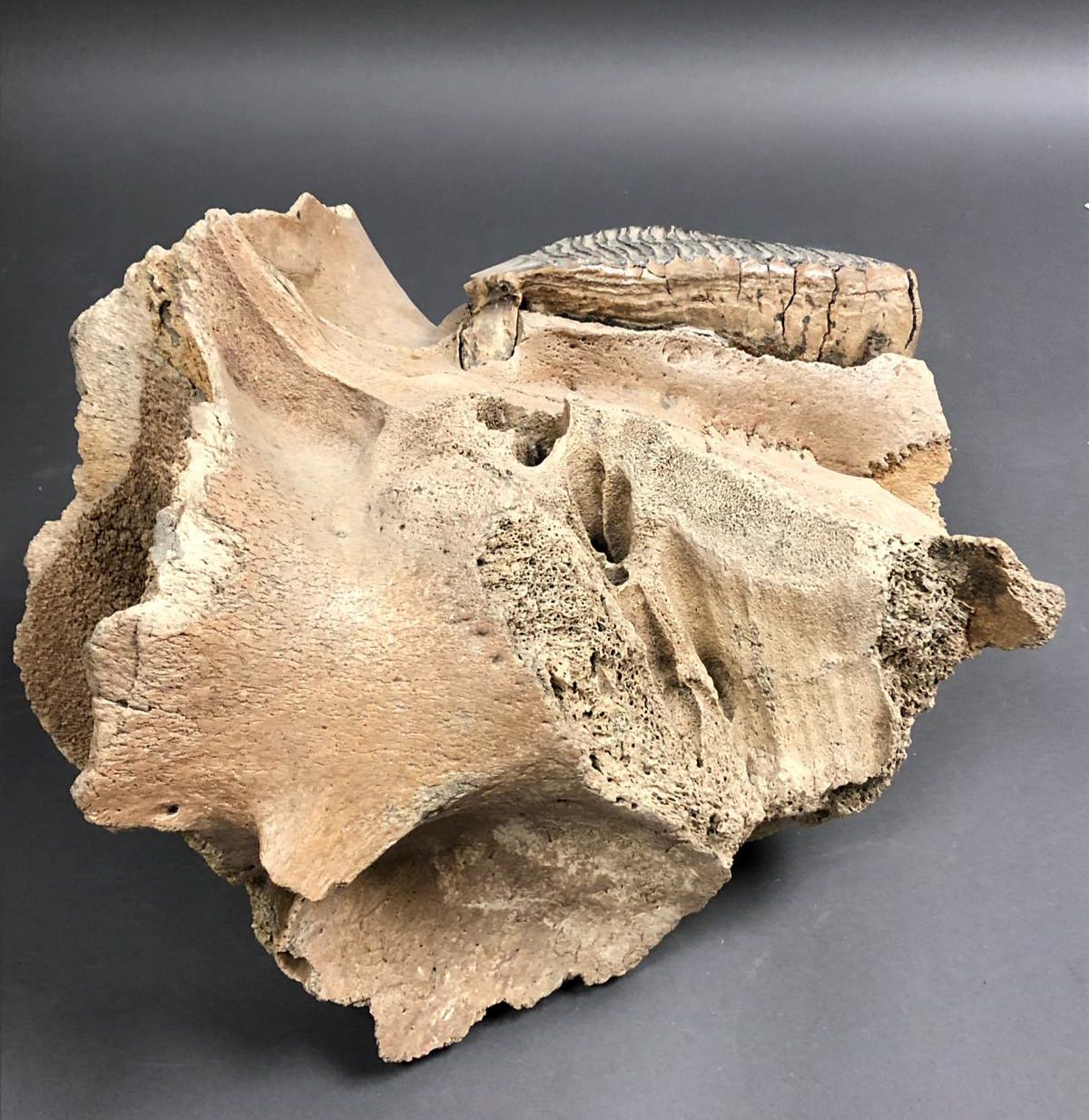 Gomphothere Molar For Sale – Fossil Realm