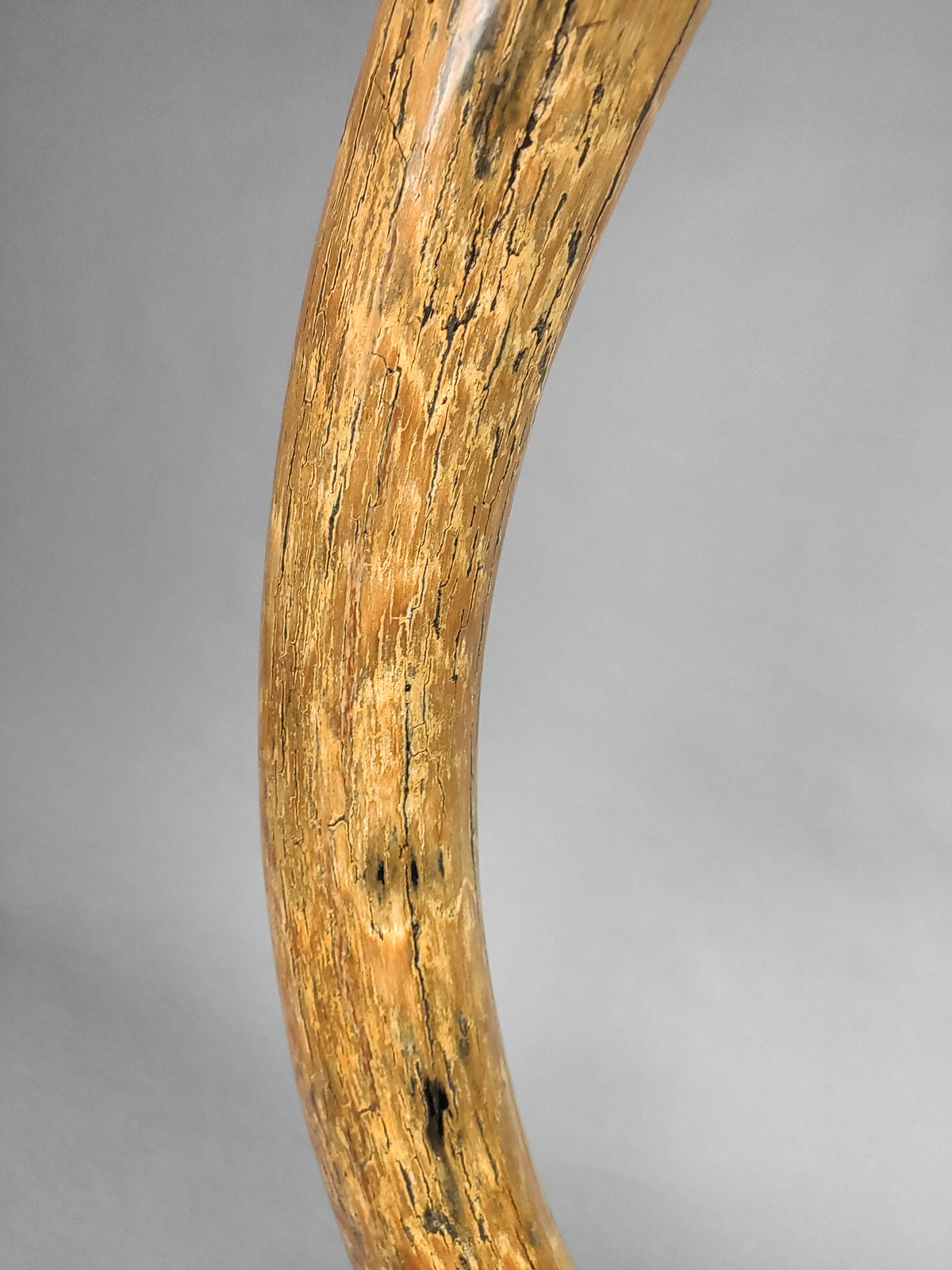 54-Inch Mammoth Tusk - Beautiful Specimen – Fossil Realm