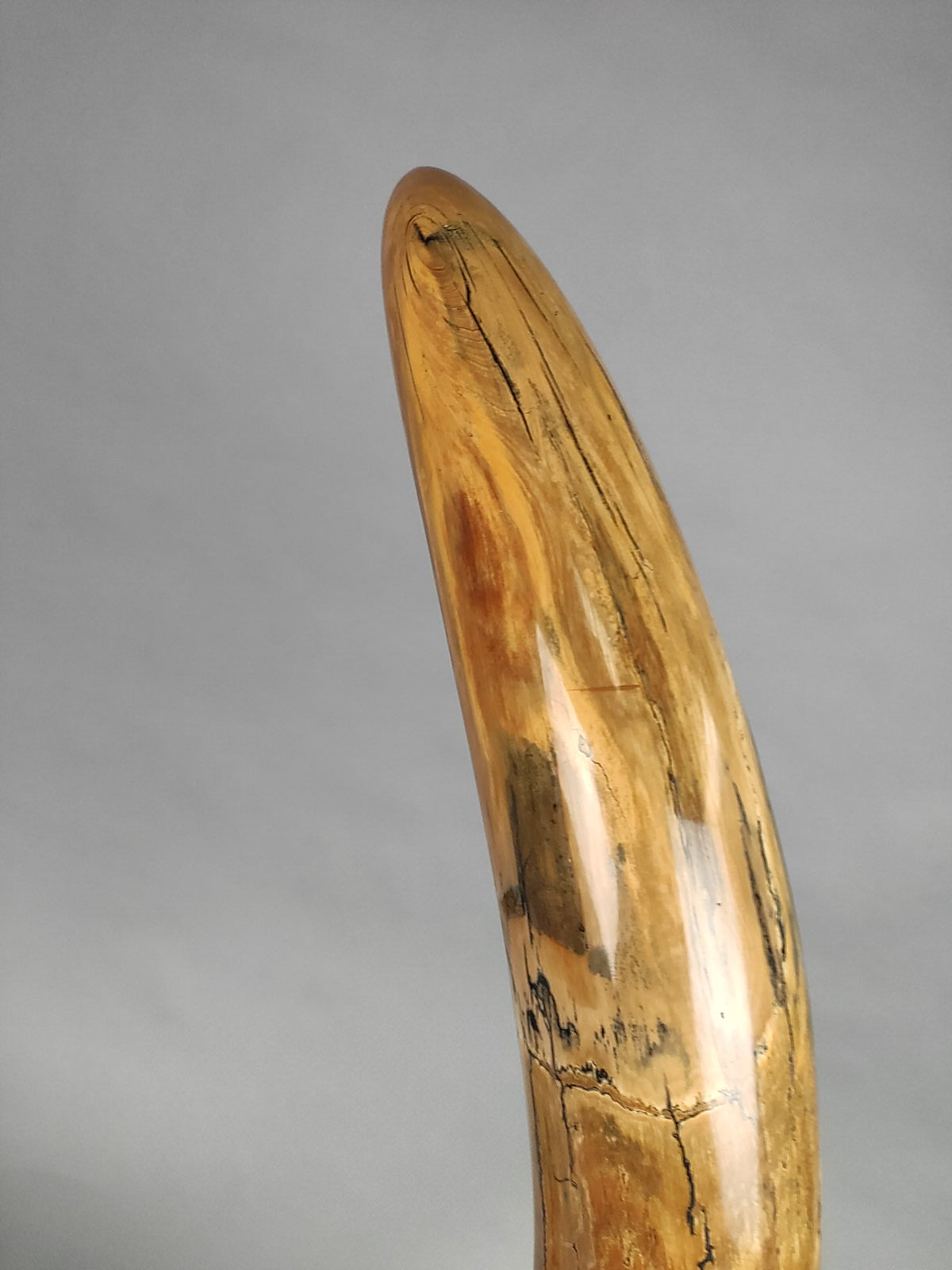 Mammoth Tusks for Sale – Fossil Realm