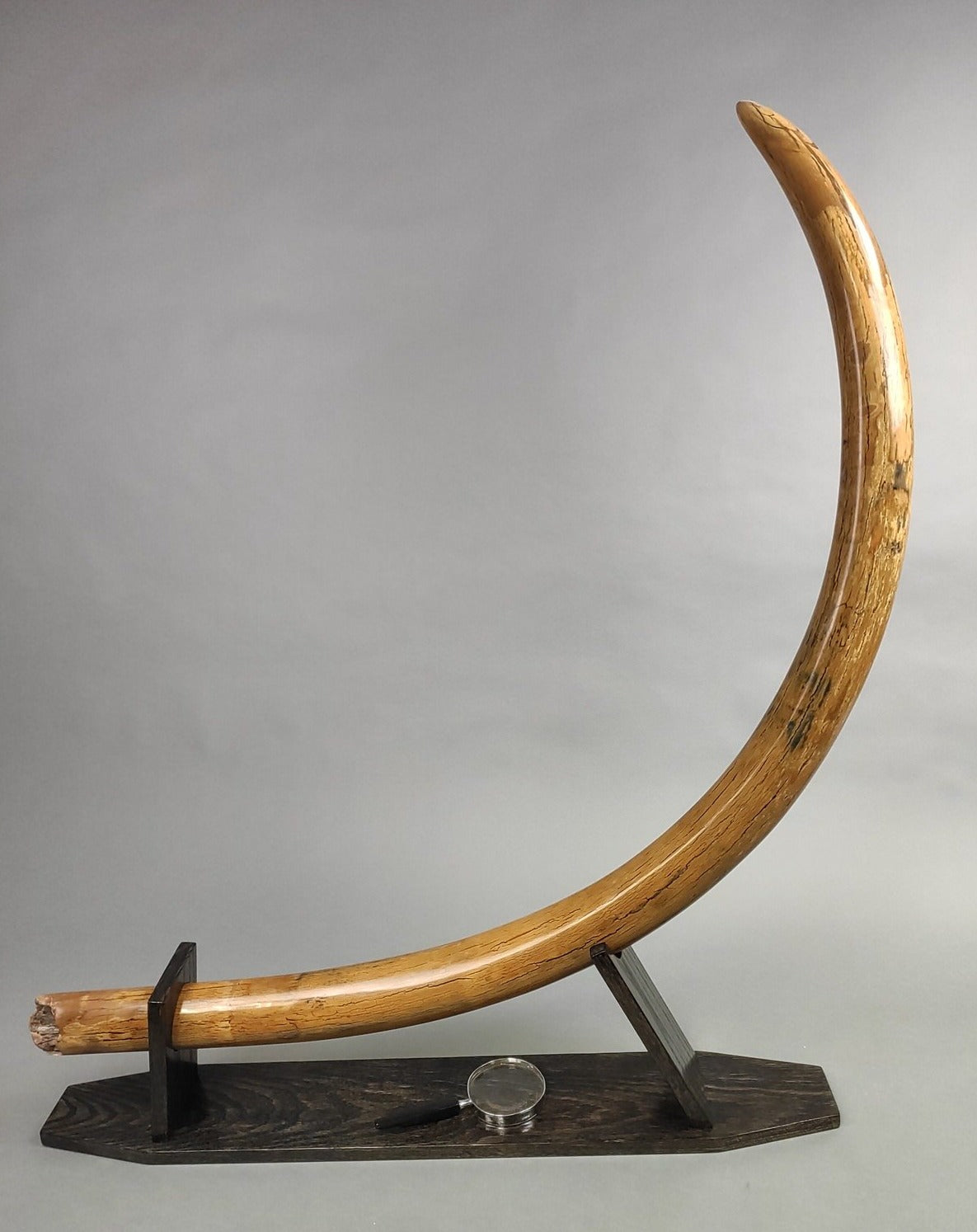 Mammoth Tusks for Sale – Fossil Realm