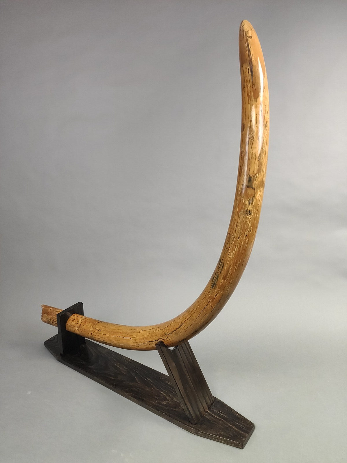 Huge Blue Mammoth Tusk For Sale - Alaska, 119 lbs. - Rare Vivianite ...