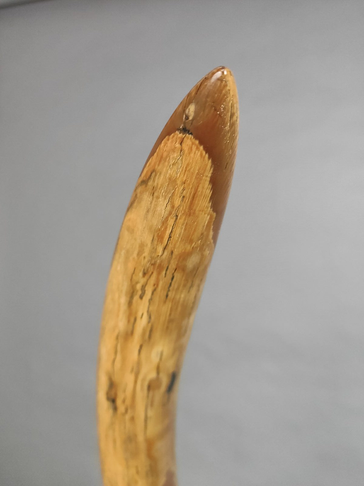 Mammoth Tusks for Sale – Fossil Realm