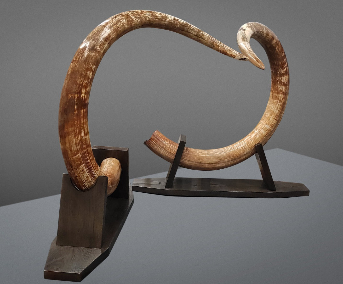 Large Mammoth Tusk Set for Sale – Fossil Realm