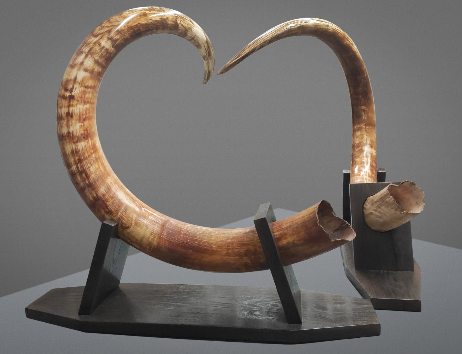 Large Mammoth Tusk Set for Sale – Fossil Realm