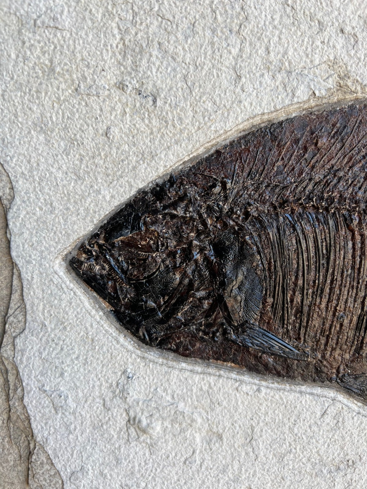 Fossil Gar Fish For Sale - Lepisosteus simplex - 28 Inches – Fossil Realm