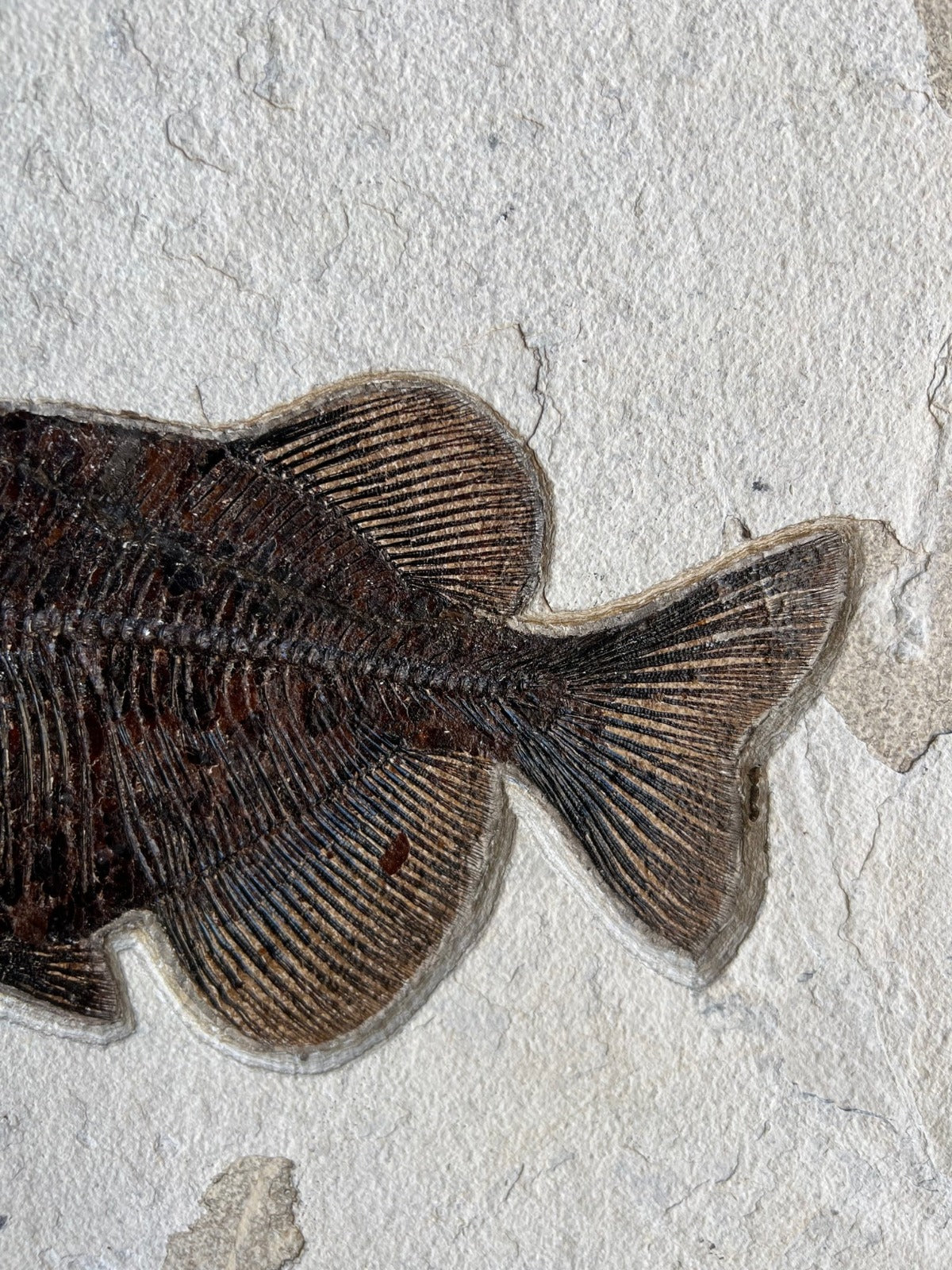 Fossil Gar Fish For Sale - Lepisosteus simplex - 28 Inches – Fossil Realm