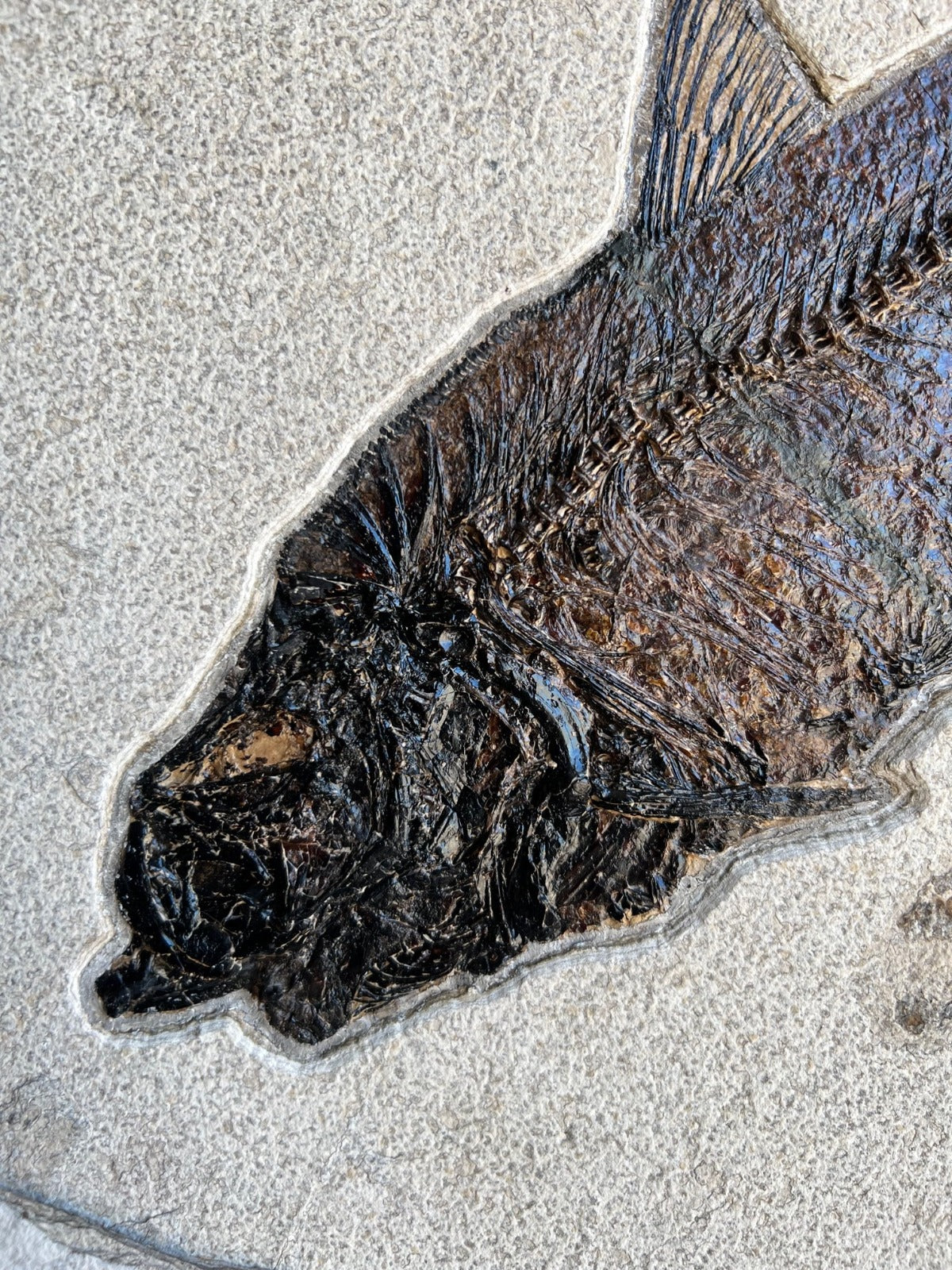 Fossil Gar Fish For Sale - Lepisosteus simplex - 28 Inches – Fossil Realm