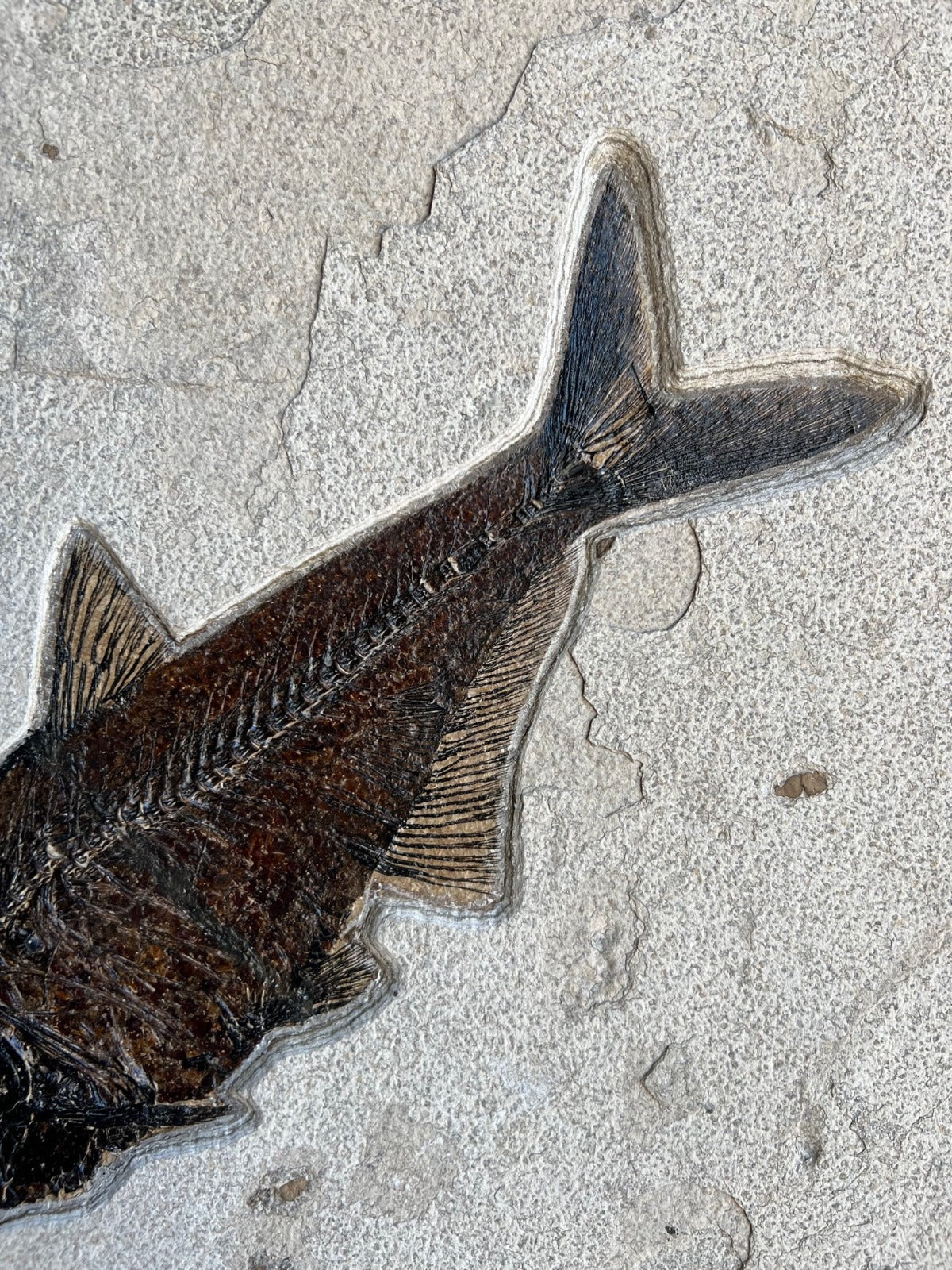 Fossil Gar Fish For Sale - Lepisosteus simplex - 28 Inches – Fossil Realm