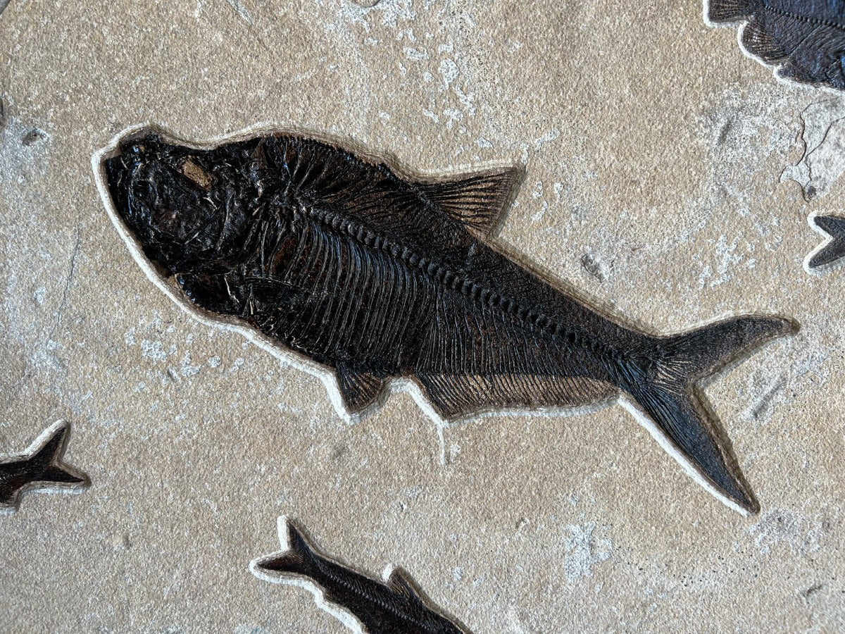 Buy a Fossil Fish Mural, 3 species – Fossil Realm