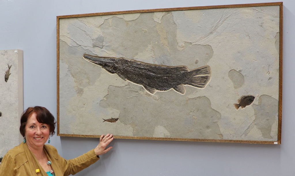 Huge Fossil Gar For Sale - Lepisosteus simplex - Rare – Fossil Realm