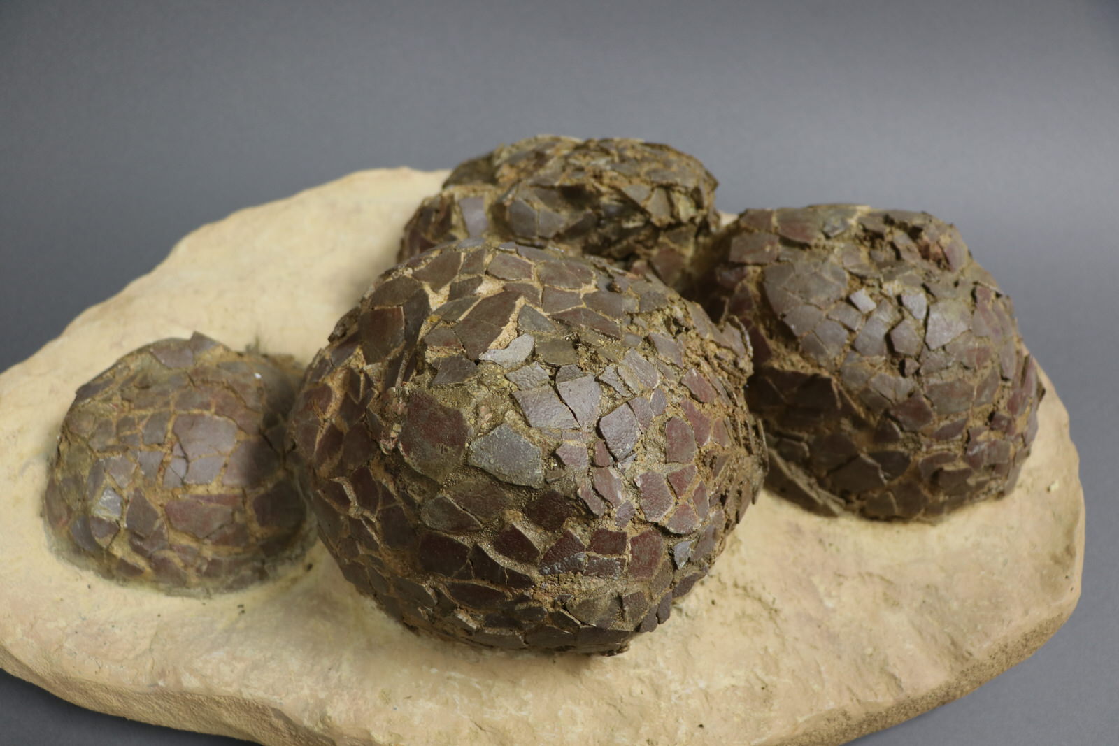 Rare Dinosaur Egg Nest For Sale – Fossil Realm