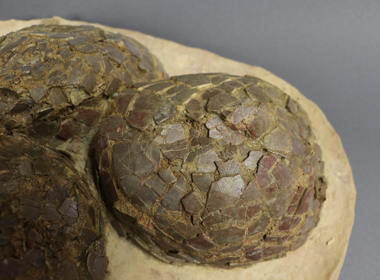 Rare Dinosaur Egg Nest For Sale – Fossil Realm