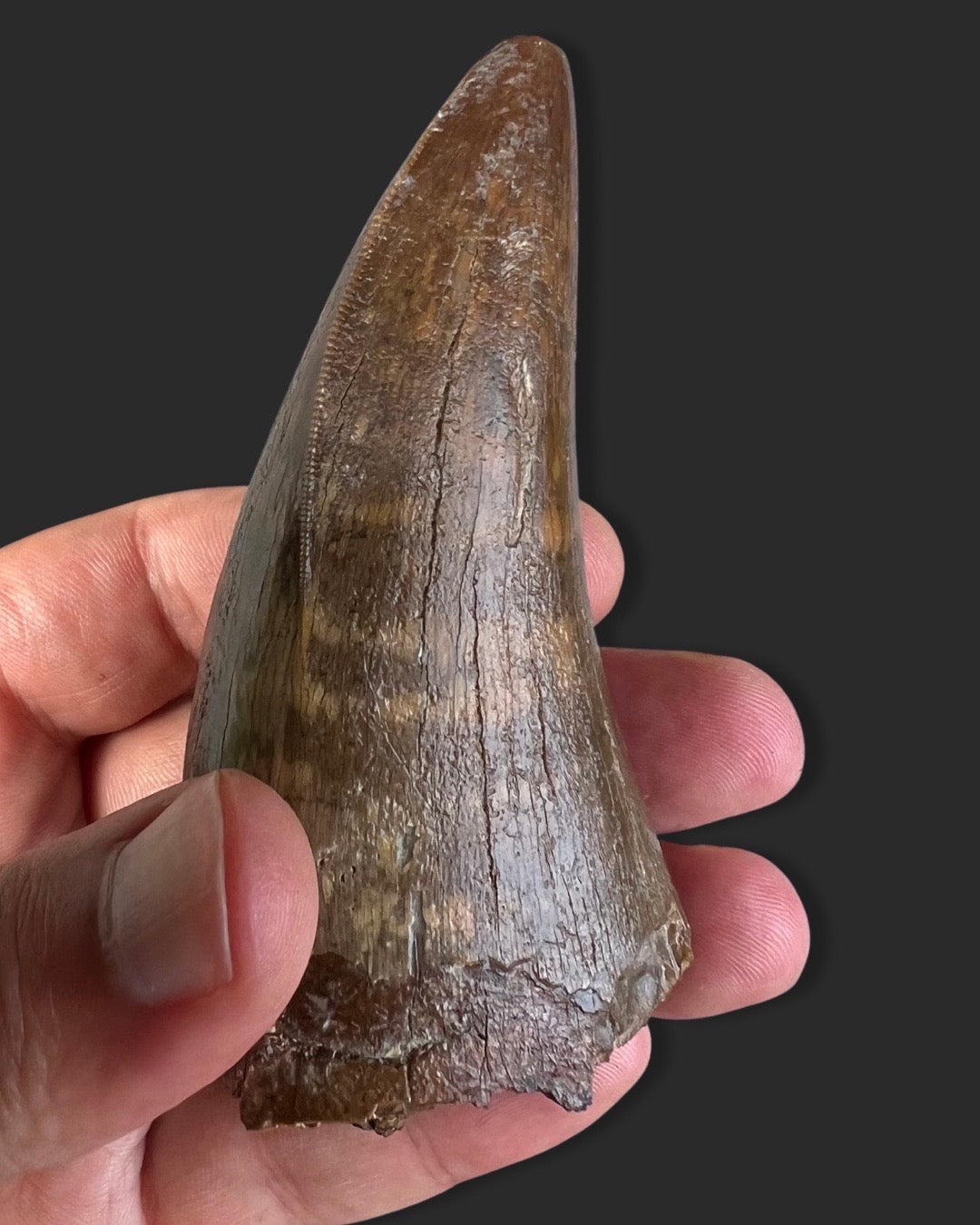 Large T. rex Tooth for Sale - 4.27 inches – Fossil Realm