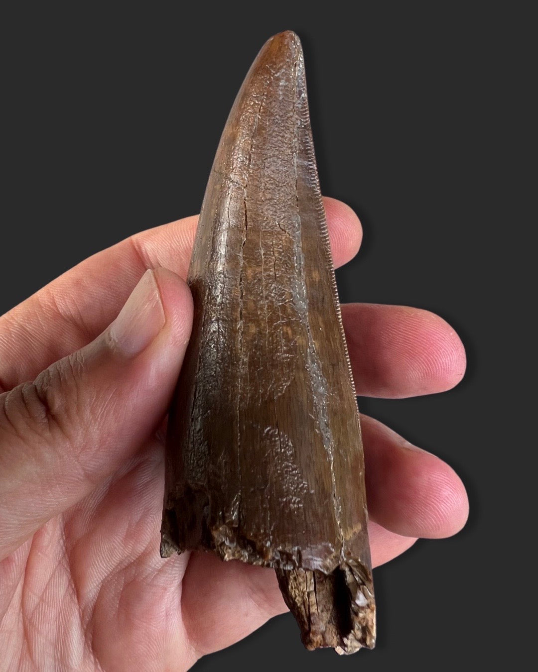Large T. rex Tooth for Sale - 4.27 inches – Fossil Realm
