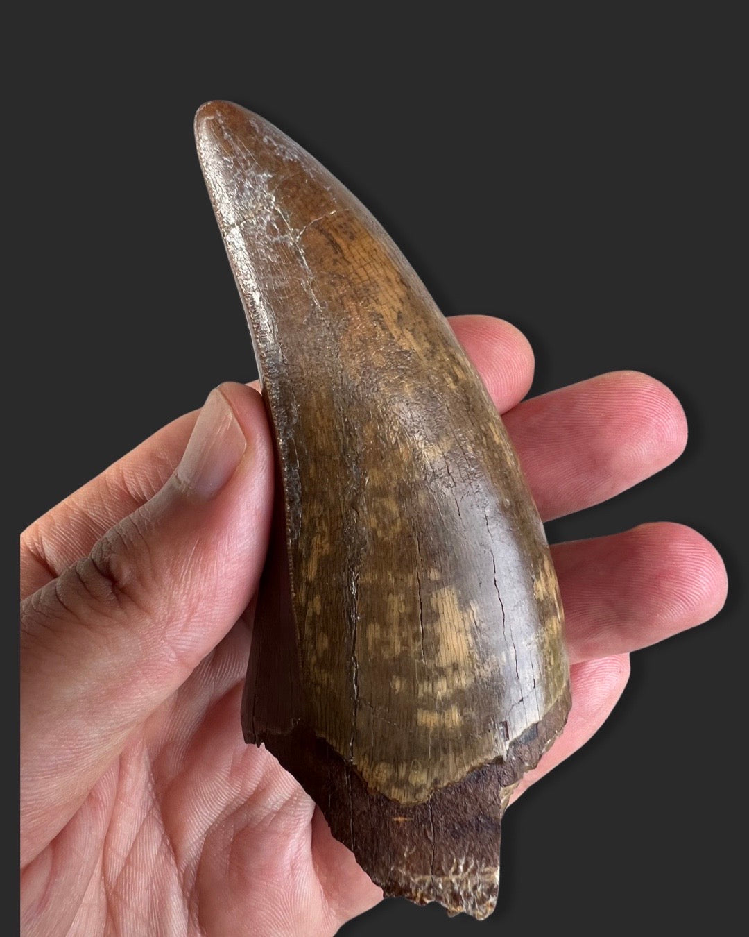 Large T. rex Tooth for Sale - 4.27 inches – Fossil Realm