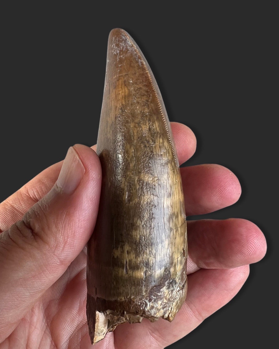 Large T. rex Tooth for Sale - 4.27 inches – Fossil Realm
