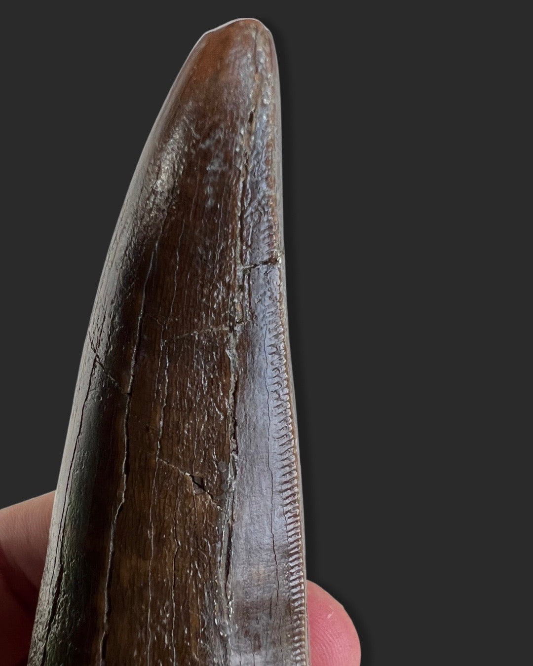 Large T. rex Tooth for Sale - 4.27 inches – Fossil Realm