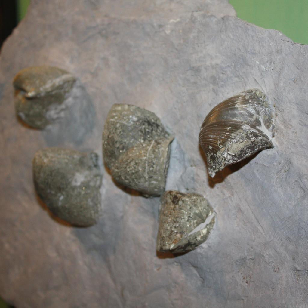 Pyritized Brachiopods for Sale – Fossil Realm