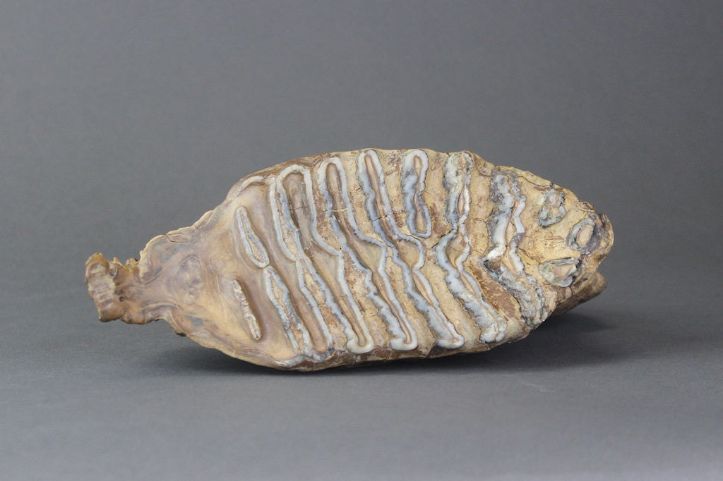 Gomphothere Molar For Sale – Fossil Realm