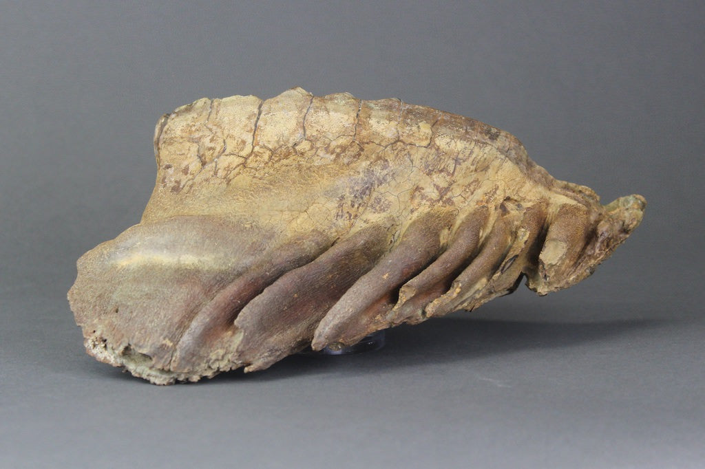 Gomphothere Molar For Sale – Fossil Realm