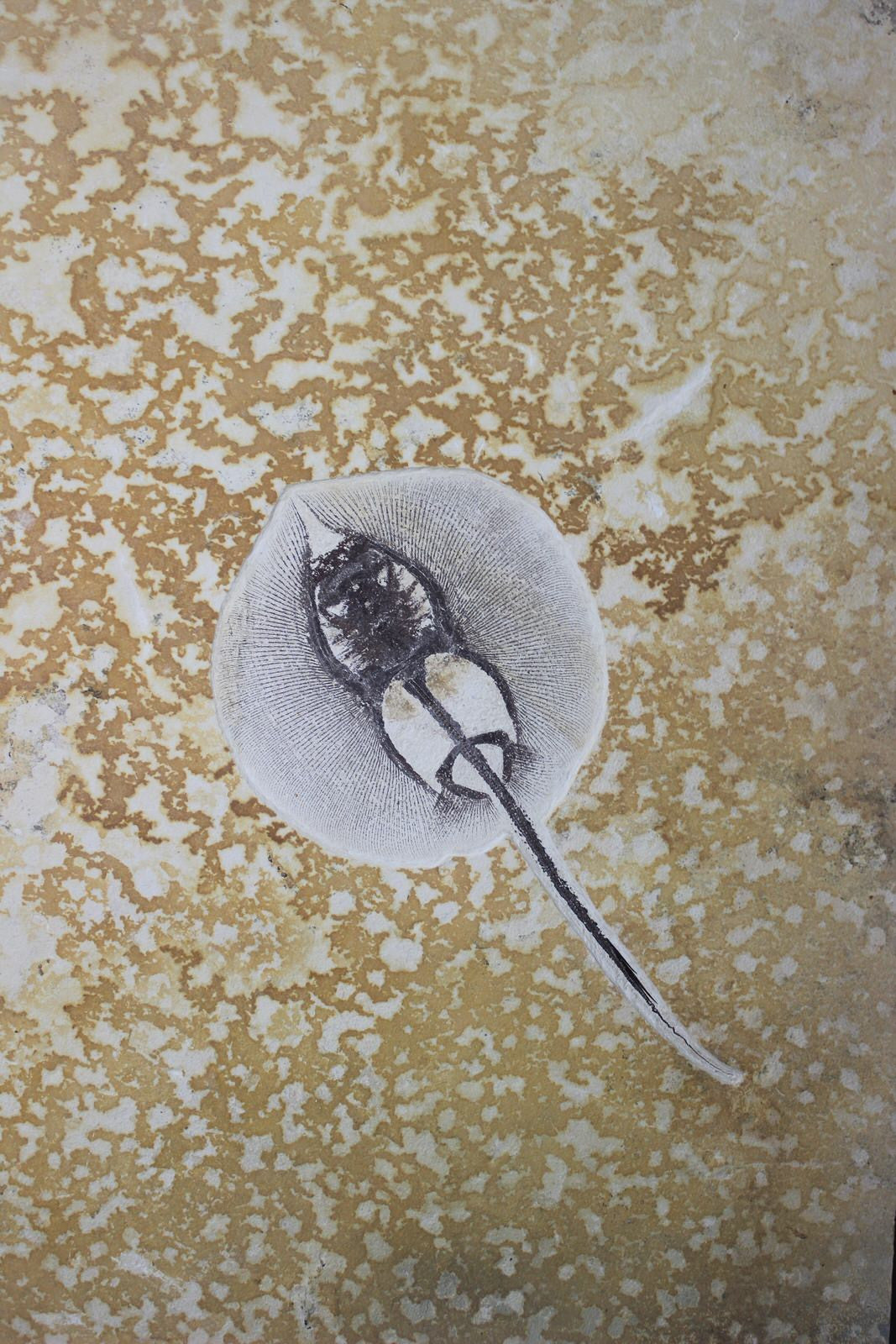 Fossil Stingray – Fossil Realm