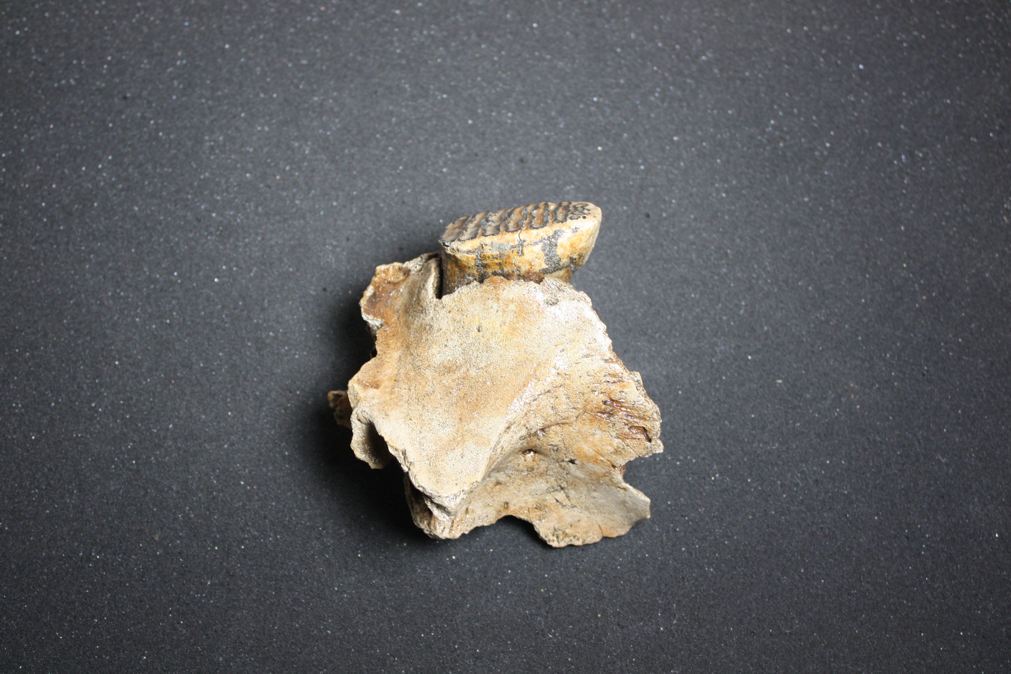 Gomphothere Molar For Sale – Fossil Realm
