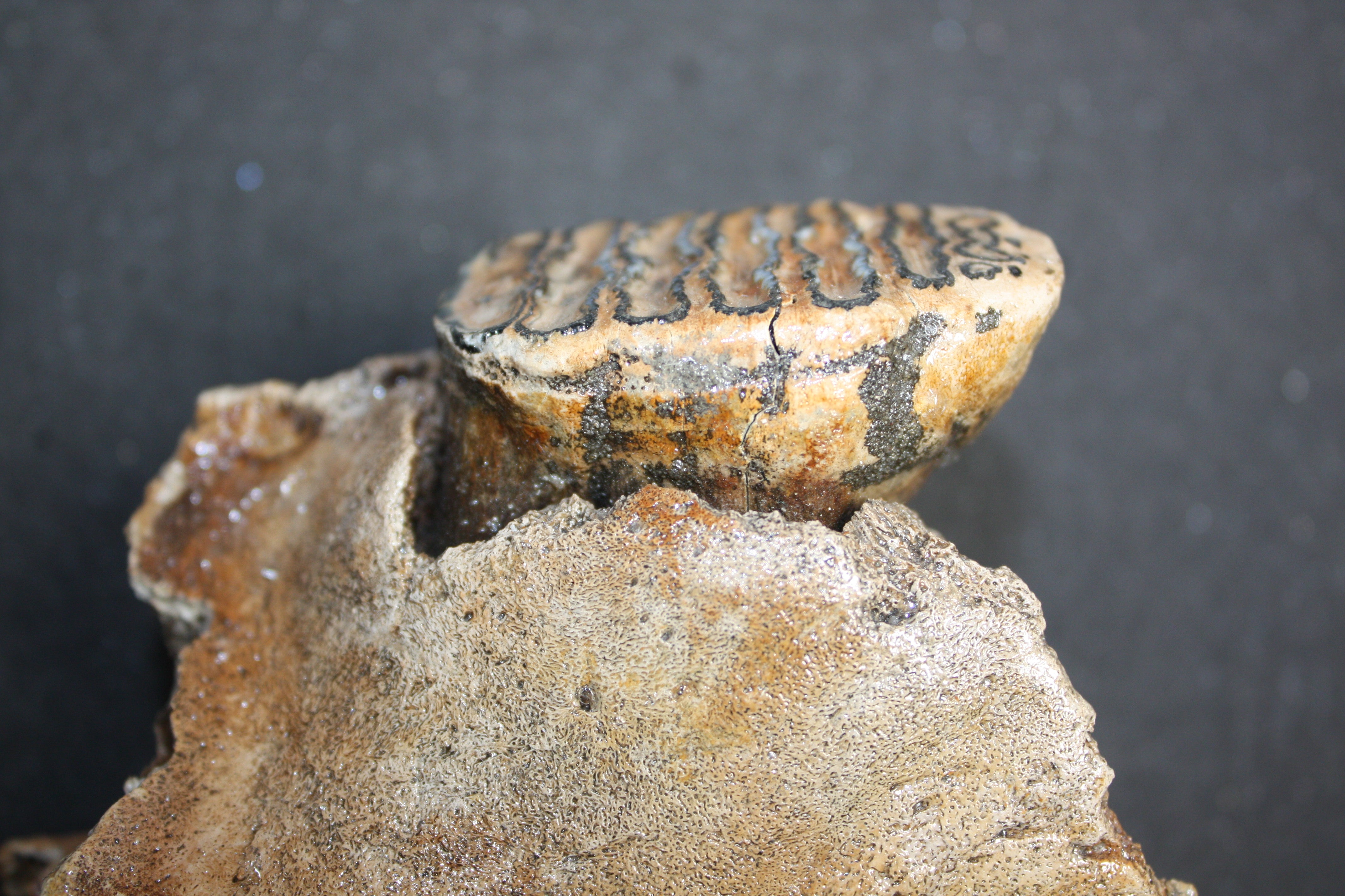 Gomphothere Molar For Sale – Fossil Realm