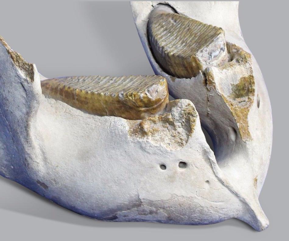 Gomphothere Molar For Sale – Fossil Realm