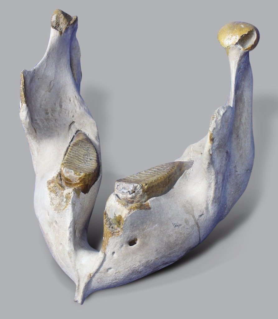 Gomphothere Molar For Sale – Fossil Realm