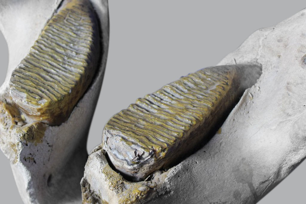 Gomphothere Molar For Sale – Fossil Realm