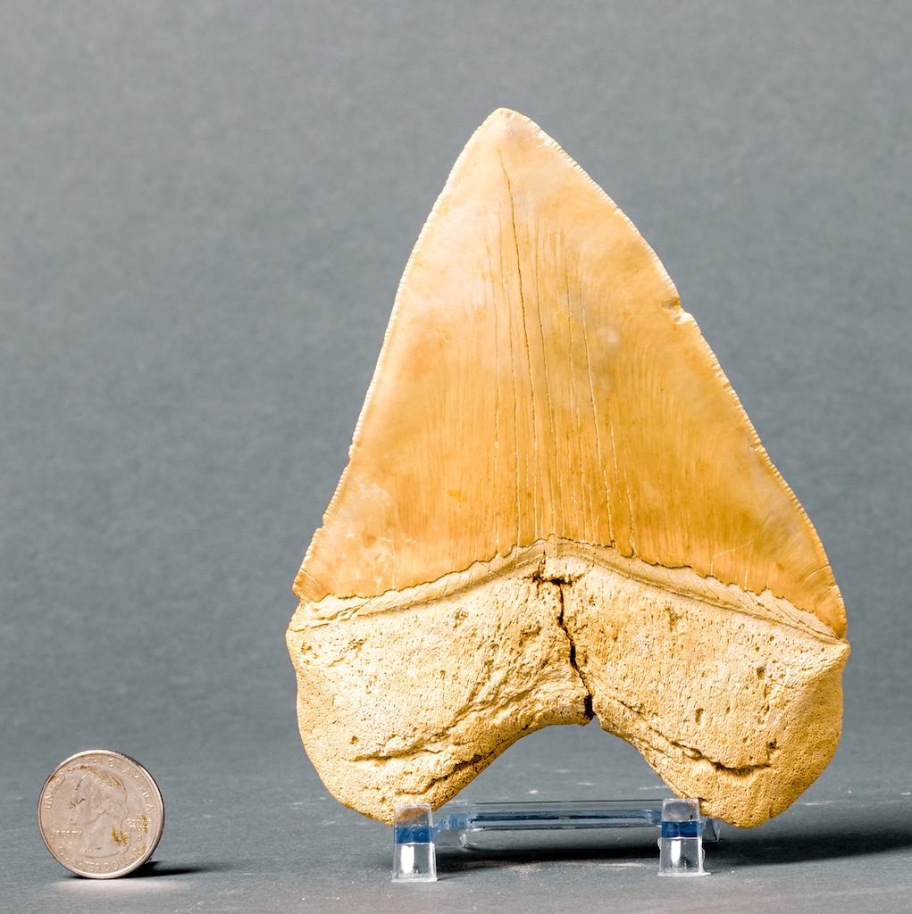 Huge Light Megalodon Tooth For Sale - 5.4 inches – Fossil Realm