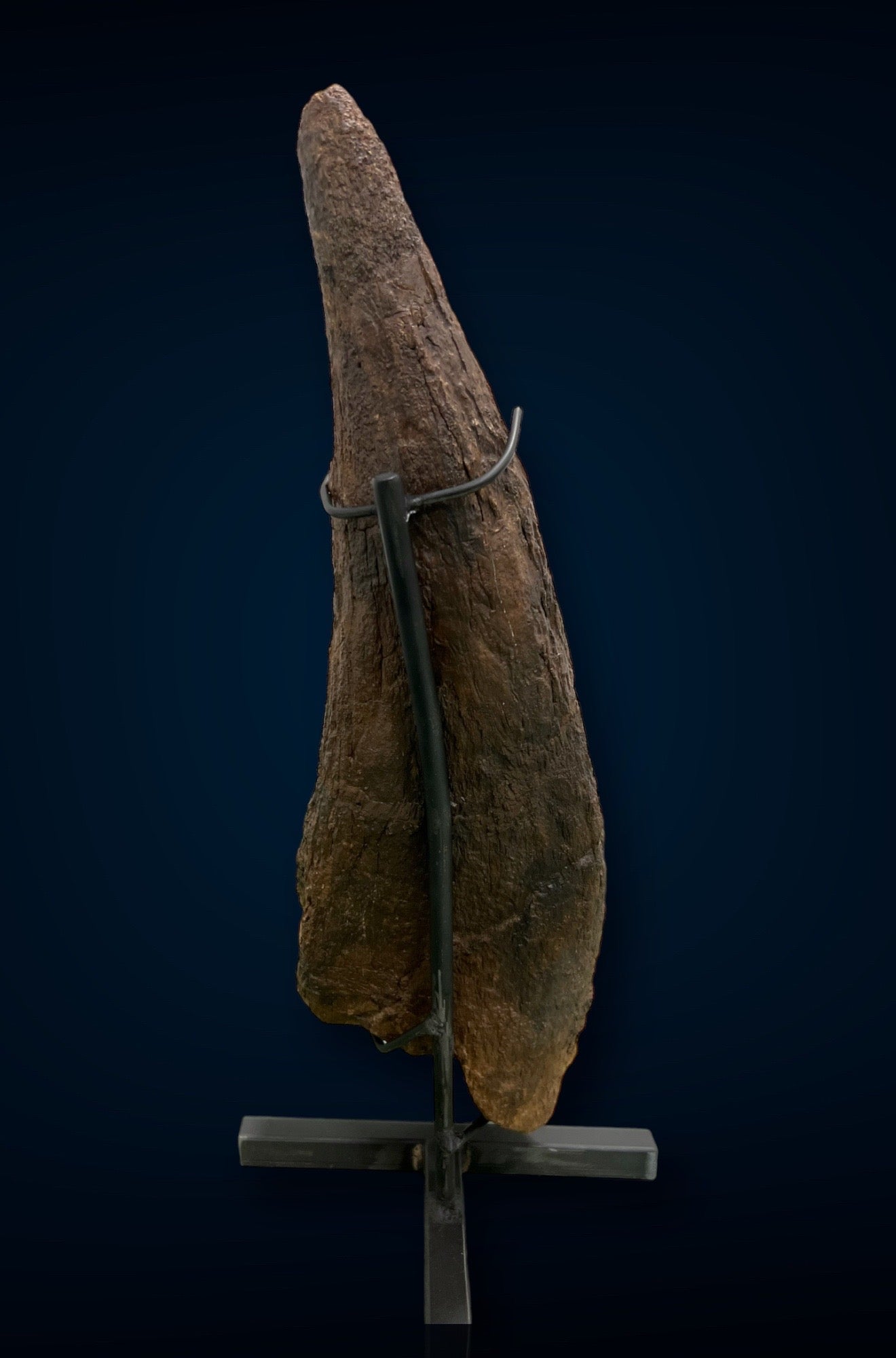 Fossil Gar Fish For Sale - Lepisosteus simplex - 28 Inches – Fossil Realm