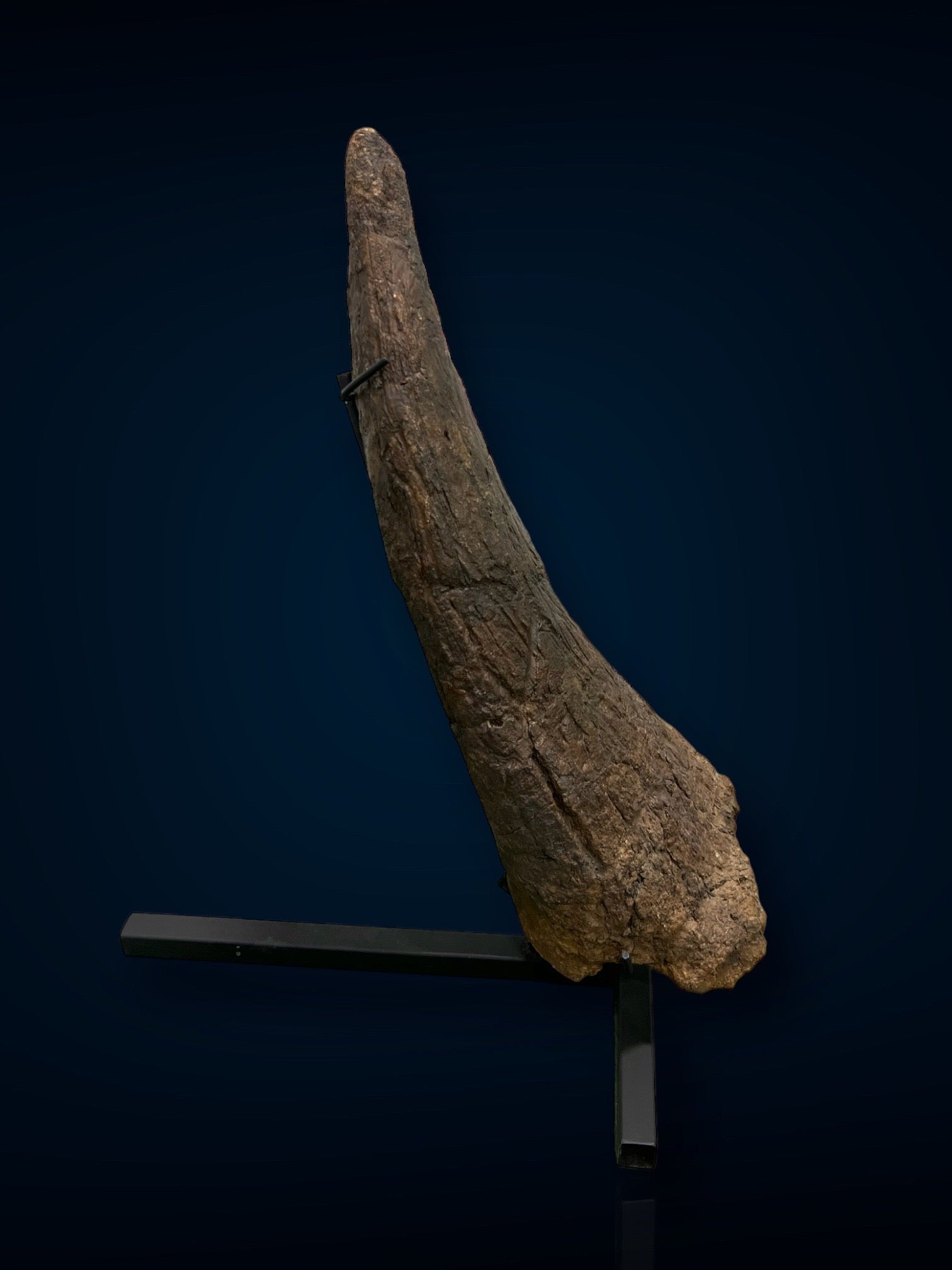 Hall of Sold Objects – Fossil Realm