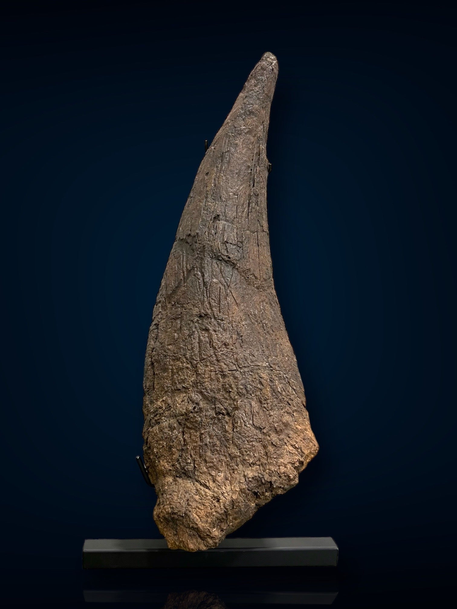 Fossil Gar Fish For Sale - Lepisosteus simplex - 28 Inches – Fossil Realm