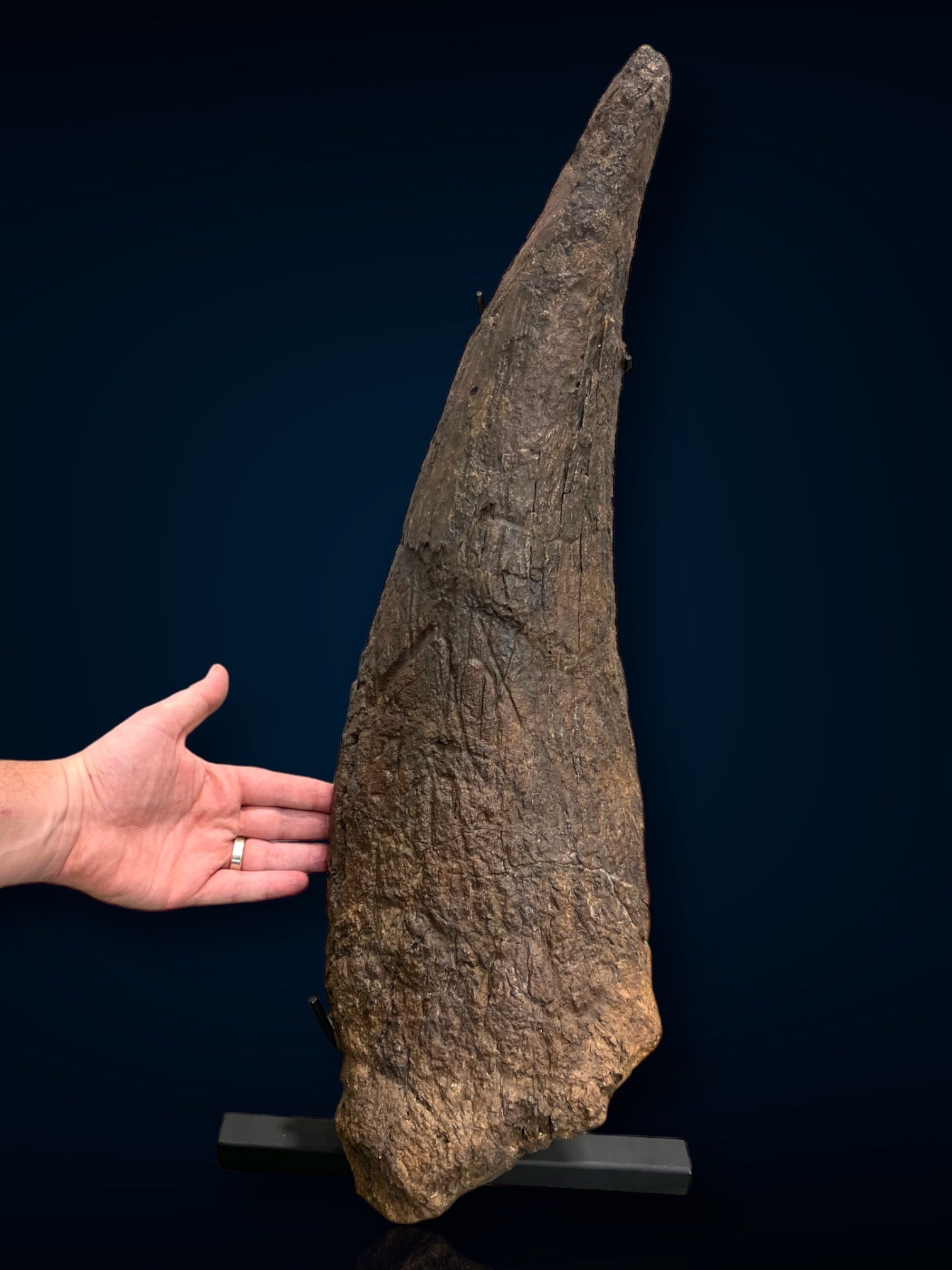 Fossil Gar Fish For Sale - Lepisosteus simplex - 28 Inches – Fossil Realm