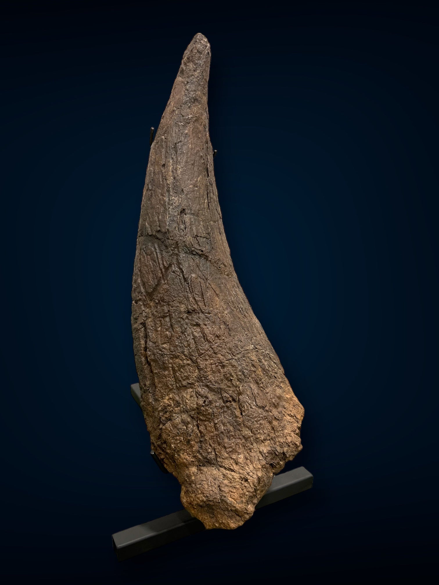Fossil Gar Fish For Sale - Lepisosteus simplex - 28 Inches – Fossil Realm