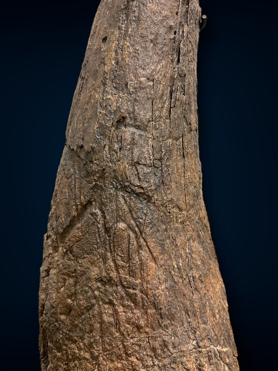 Fossil Gar Fish For Sale - Lepisosteus simplex - 28 Inches – Fossil Realm