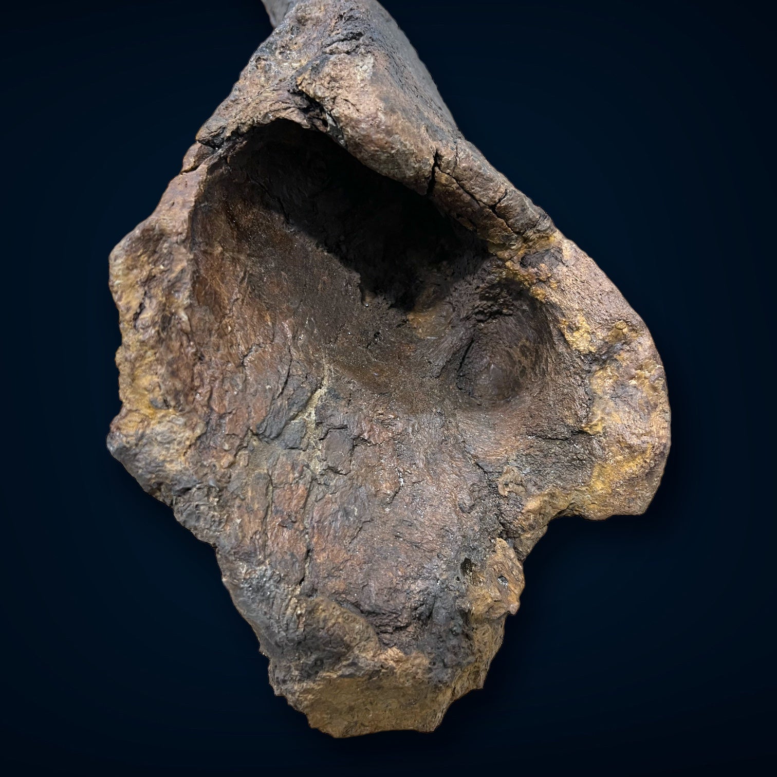 Fossil Gar Fish For Sale - Lepisosteus simplex - 28 Inches – Fossil Realm